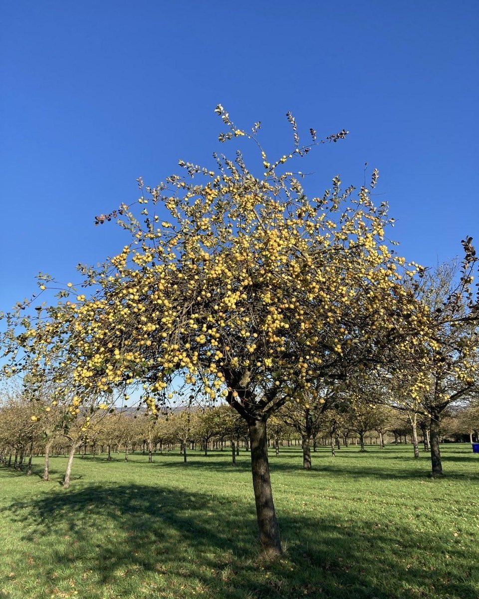 Vins Petillant - Maison Kalder (CIDER) - Alexandre Sidorenko - Raisin.