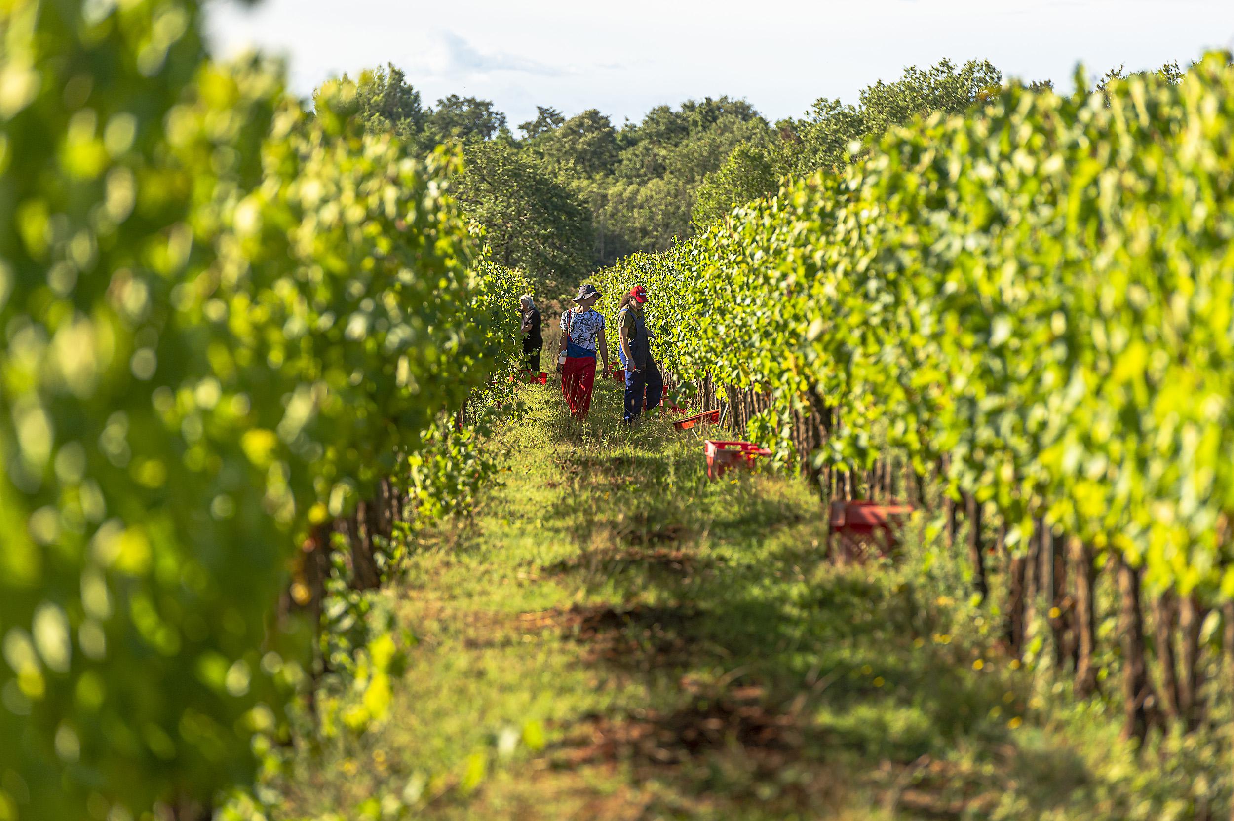 Vins Tous - Trapan Winery - Irena & Bruno Trapan - Raisin.