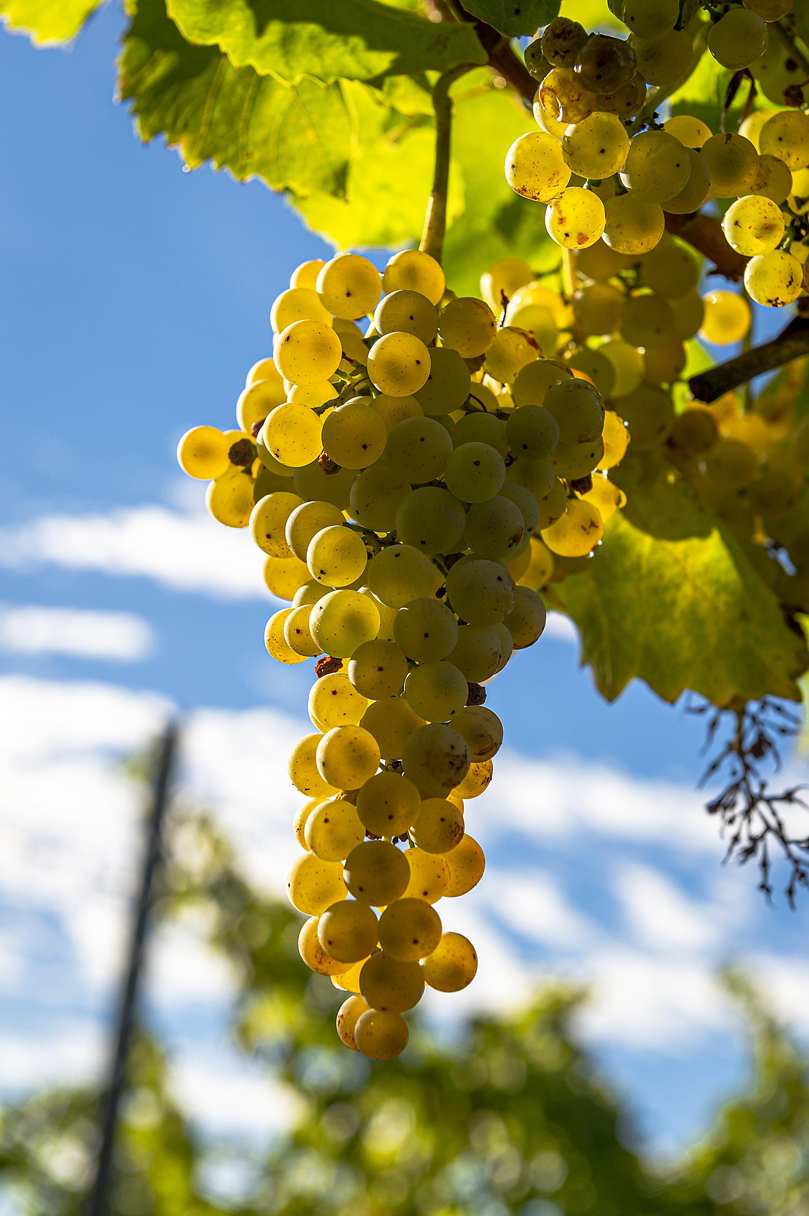 Vins Tous - Trapan Winery - Irena & Bruno Trapan - Raisin.